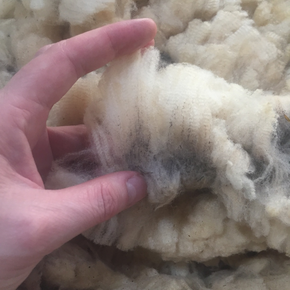 Raw Fleece #4 (1.8kg) – Mile High Merino