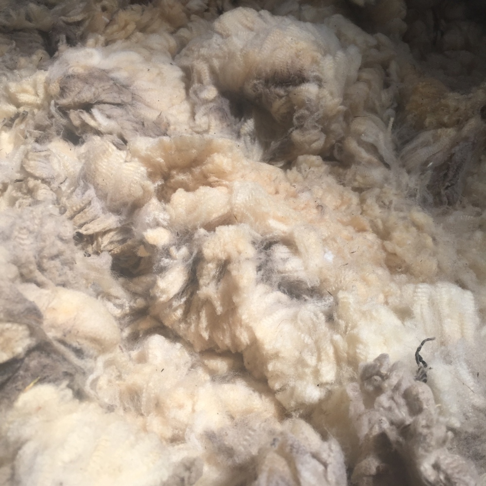 Raw Fleece #4 (1.8kg) – Mile High Merino