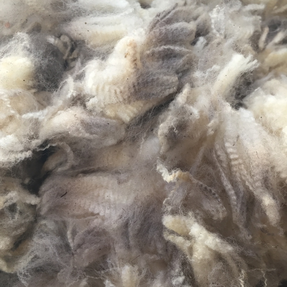 Raw Fleece #4 (1.8kg) – Mile High Merino
